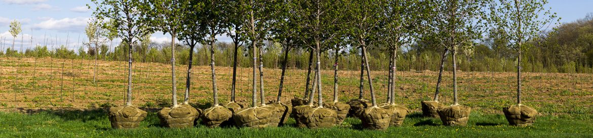 Plantering – Blekinge Trädvård – Certifierad Arborist